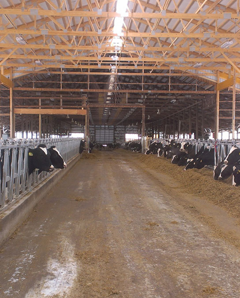 Dairy Freestall Barns - Marawood | Construction Services