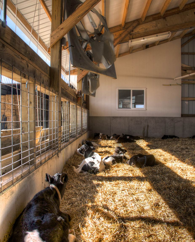 Automated Calf Feeding Facility Marawood Construction Services
